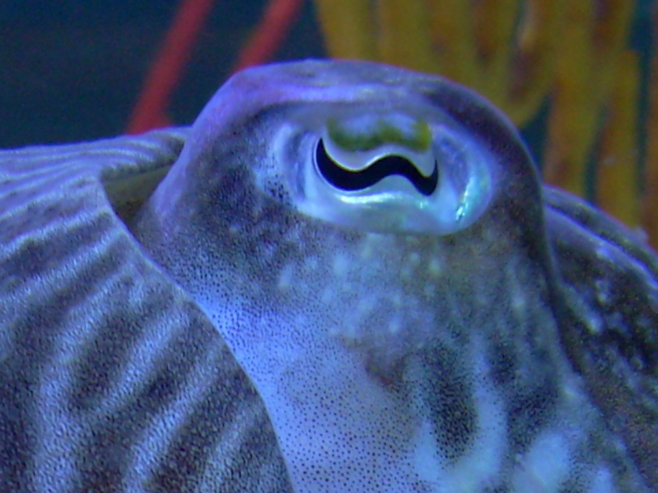 The Extraordinary Secret of Cephalopod Vision - Draw Curiosity